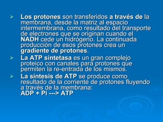 Cadena transportadora de_electrones (bioquimik) | PPT