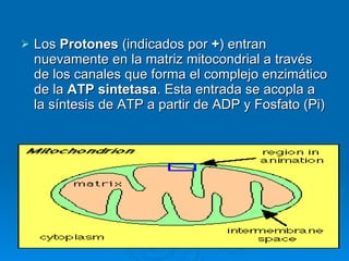 Cadena transportadora de_electrones (bioquimik) | PPT