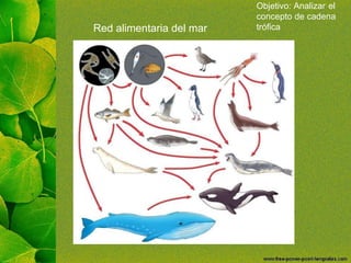 Cadena trófica enseñanza basica ciencias naturales | PDF