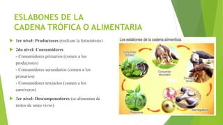 Cadena trofica | PPTX