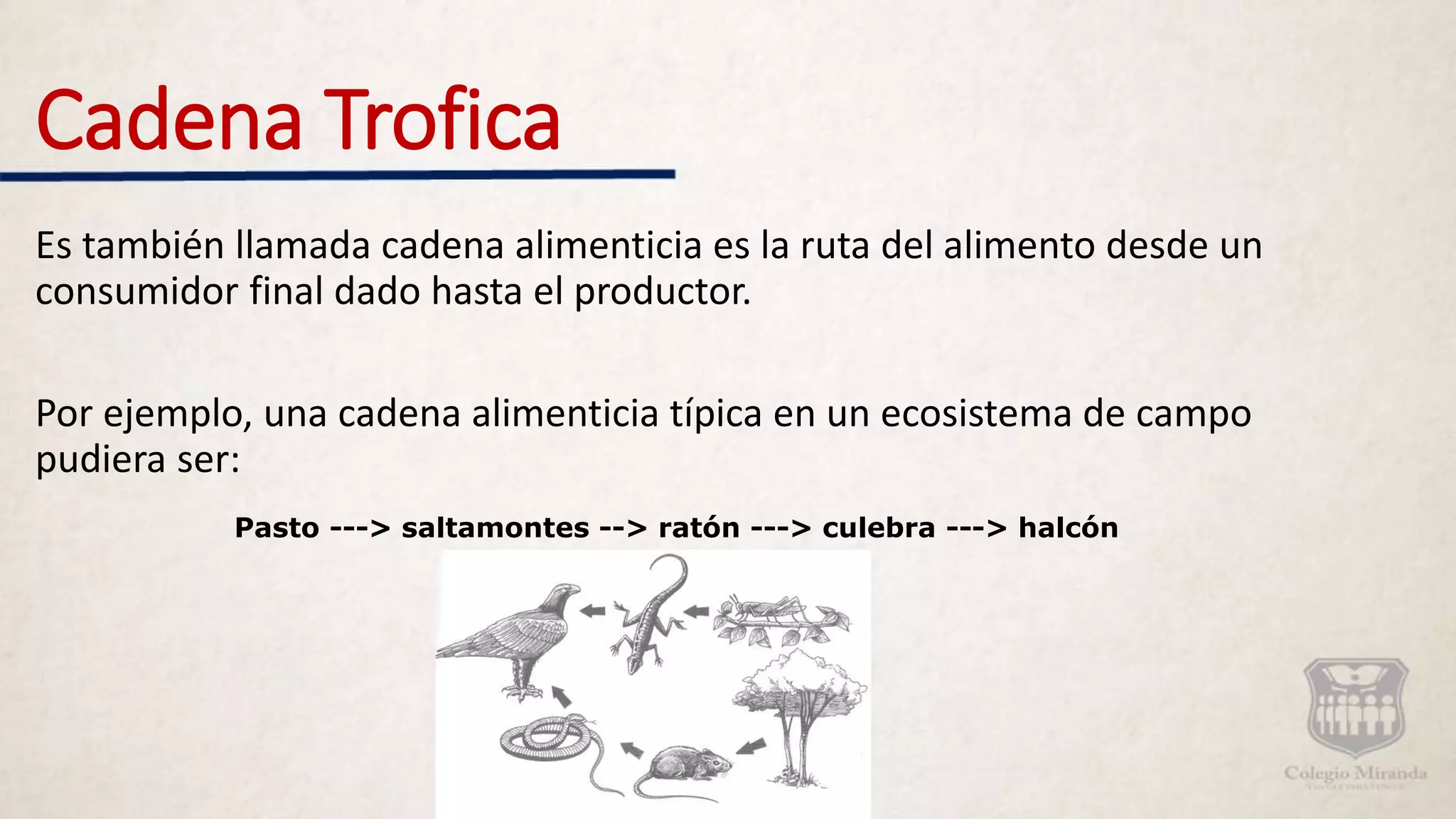 Cadena trofica | PPT