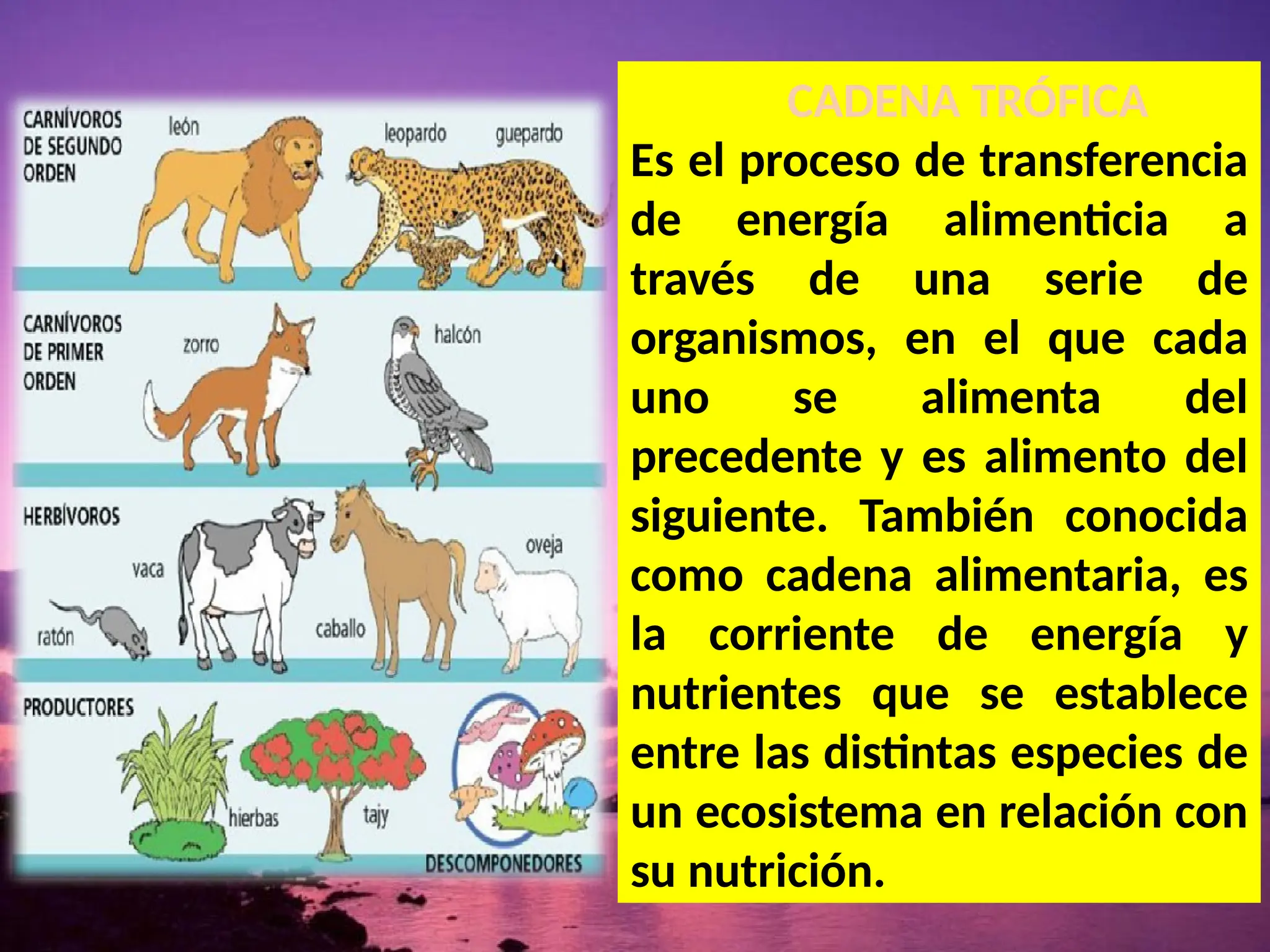 cadena trofica. de los animales comunespptx | PPTX | Biological ...