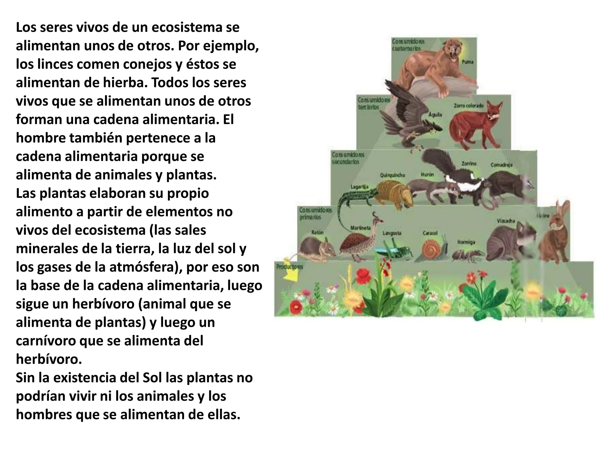 Cadena y piramides de alimentación | PPTX | Biological Sciences | Science