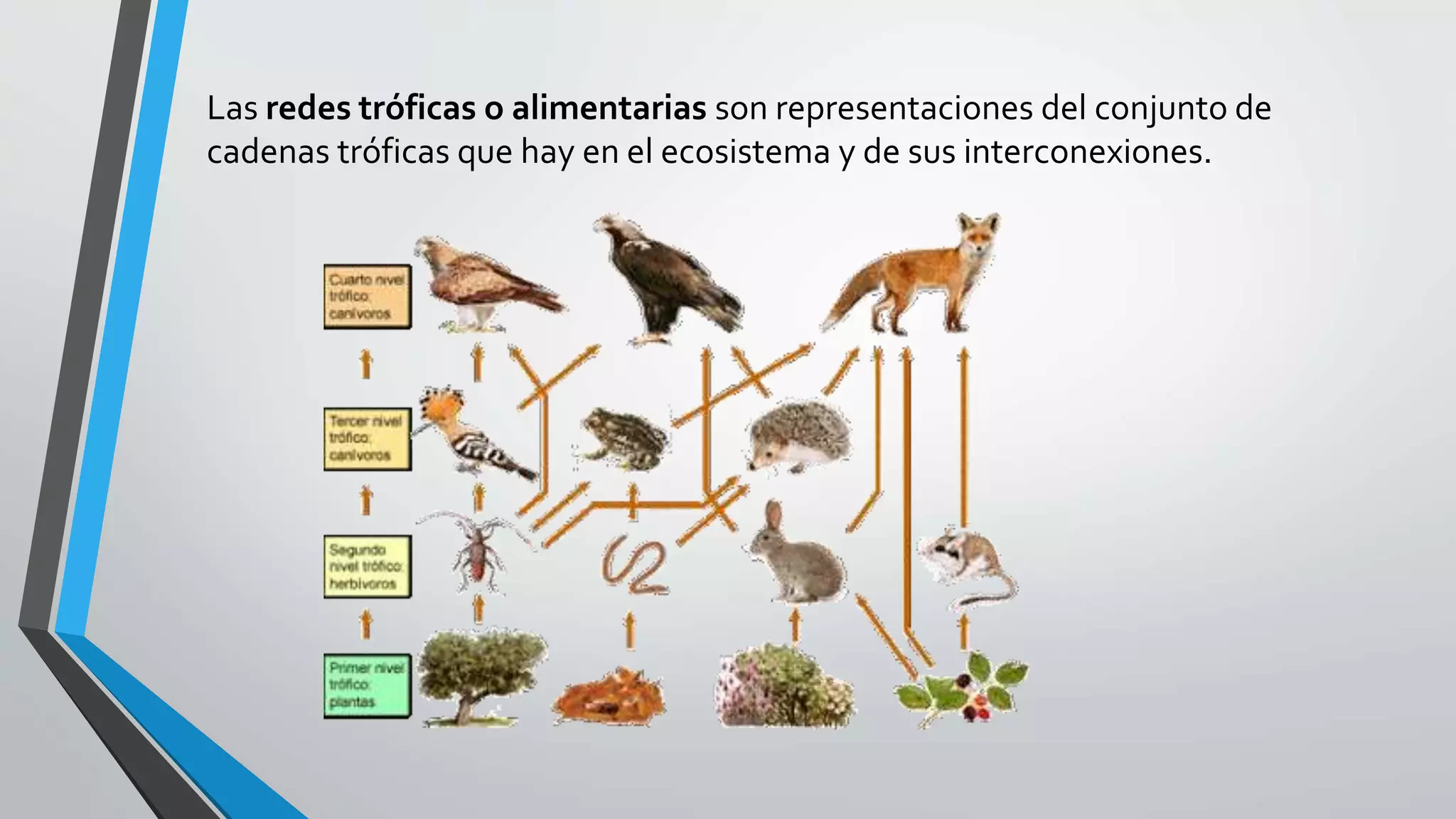 Cadenas, redes y piramides alimenticias | PPTX