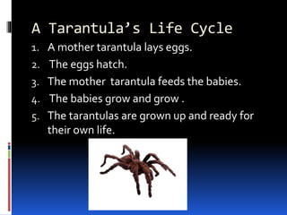 Caden's powerpoint | PPTX | Reptiles | Pets