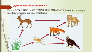 cadena trofica, redes tróficos y piramides | PPTX