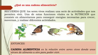 cadena trofica, redes tróficos y piramides | PPTX