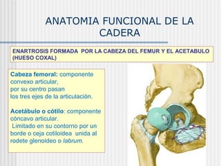 Cadera | PPT