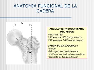 Cadera | PPT