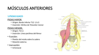 Anatomía de CADERA y generalidades pptx | PPTX
