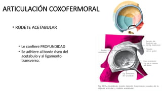Anatomía de CADERA y generalidades pptx | PPTX