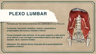 cadera anatomía, huesos, articulaciones y músculos | PDF