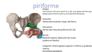 cadera y muslo, presentacion de educacion para medicina | PPTX