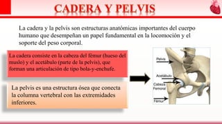 Anatomia y exploracion de CADERA Y PELVIS.pptx