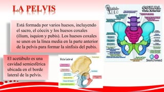 Anatomia y exploracion de CADERA Y PELVIS.pptx