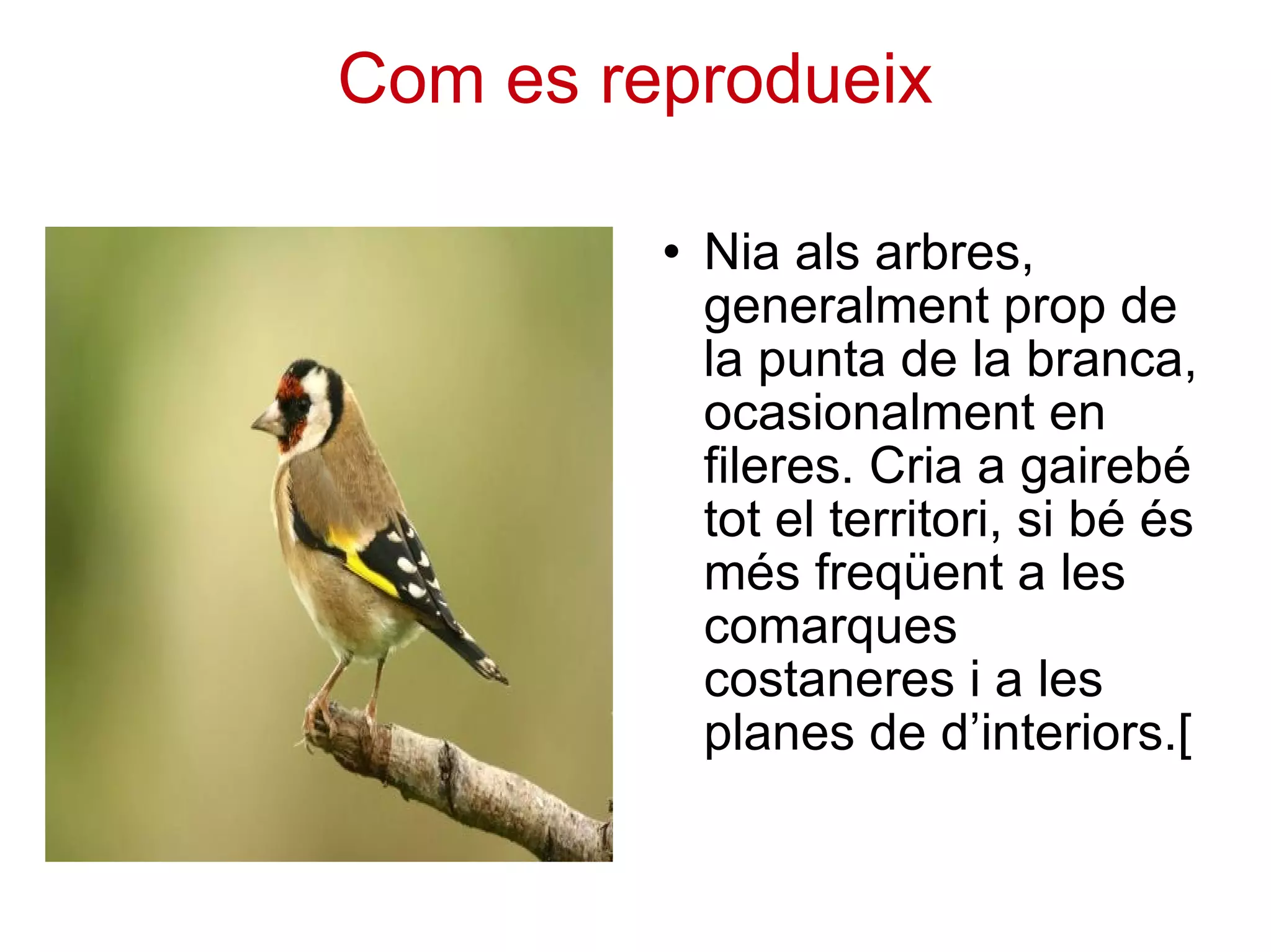 Cadernera | PPT