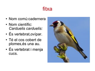 Cadernera | PPT