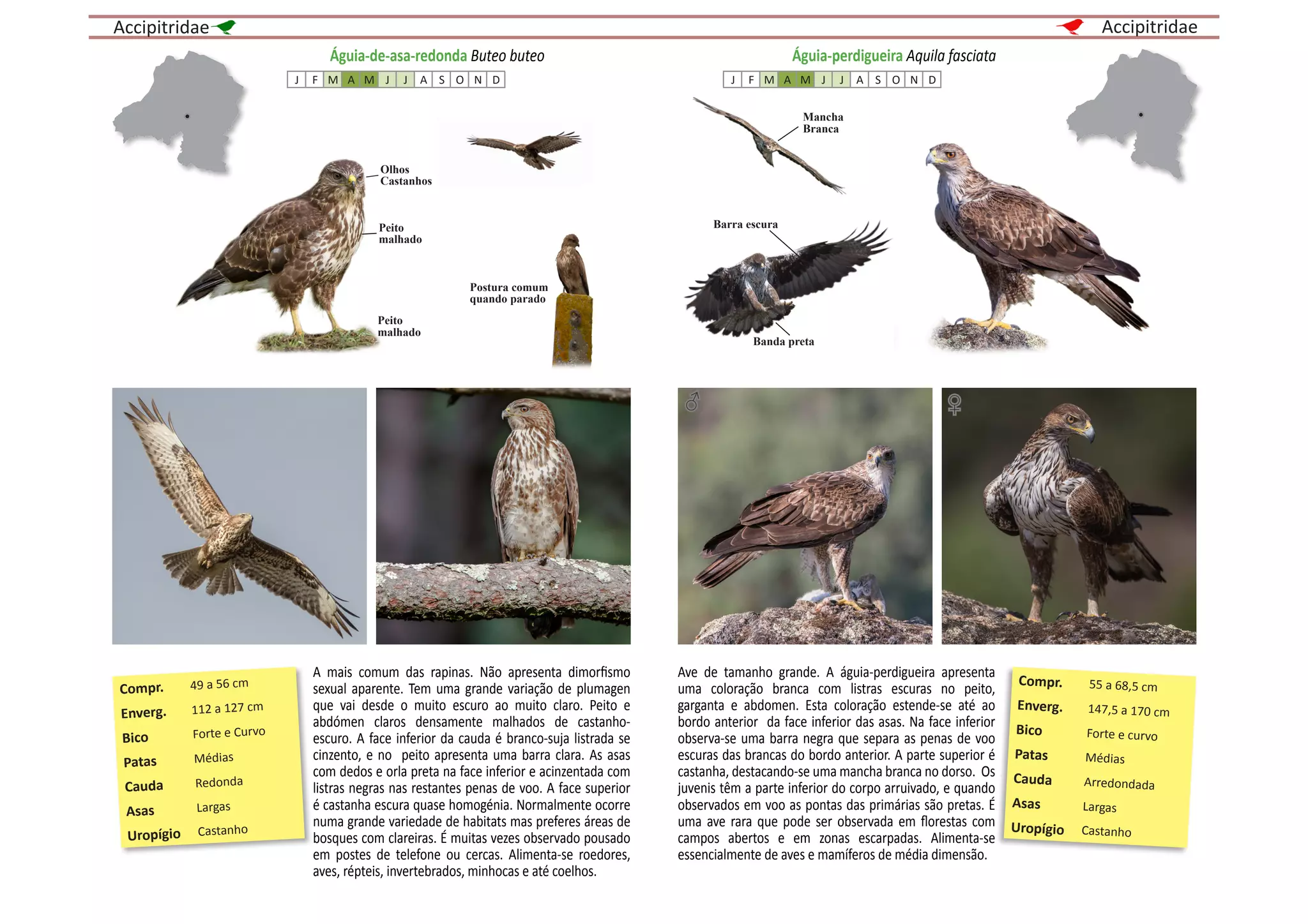 Caderno aves exemplos | PDF
