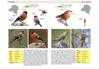 Caderno aves exemplos | PDF