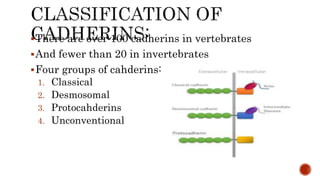 Cadherins & Catenins, M. Sc. Zoology, Mumbai University. | PPTX