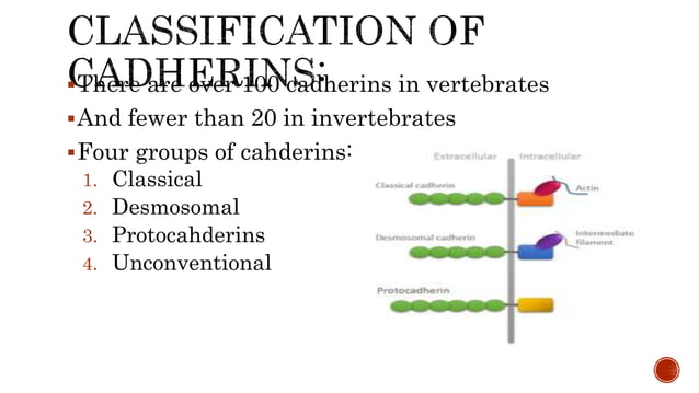 Cadherins & Catenins, M. Sc. Zoology, Mumbai University. | PPTX ...