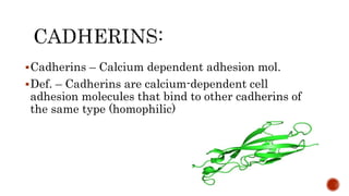 Cadherins & Catenins, M. Sc. Zoology, Mumbai University. | PPTX