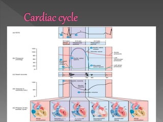 Cadiac cycle and heart sound | PPTX