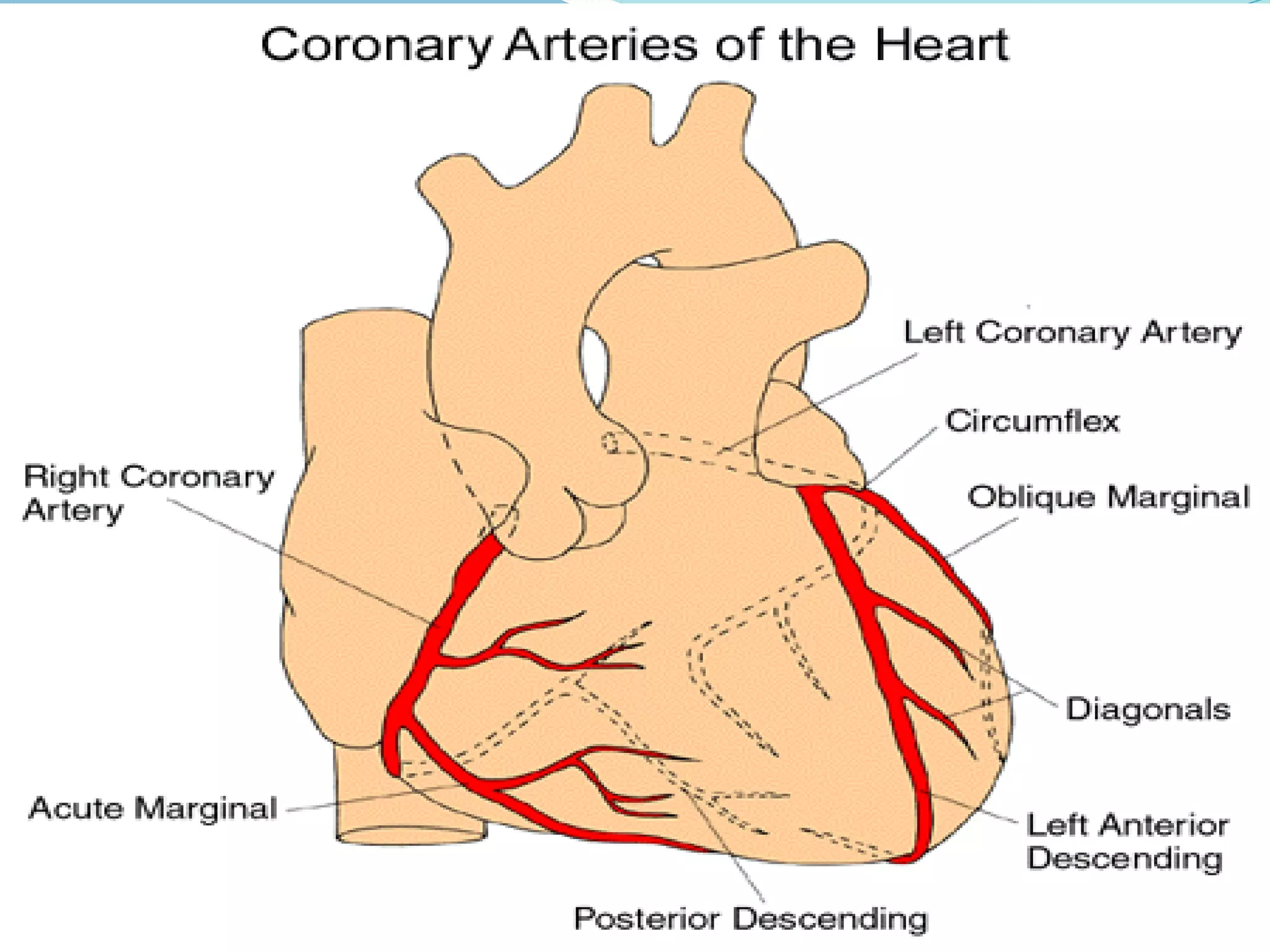 CAD AND MI (CORONARY ARTERY DISEASE AND MYOCARDIAL INFARCTION) | PDF