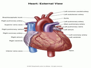 CAD AND MI (CORONARY ARTERY DISEASE AND MYOCARDIAL INFARCTION) | PDF