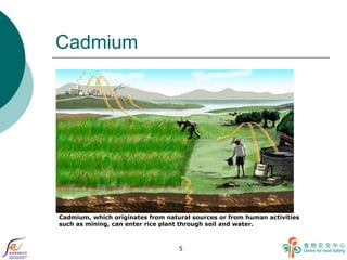 Cadmium in Rice_2013 | PPT
