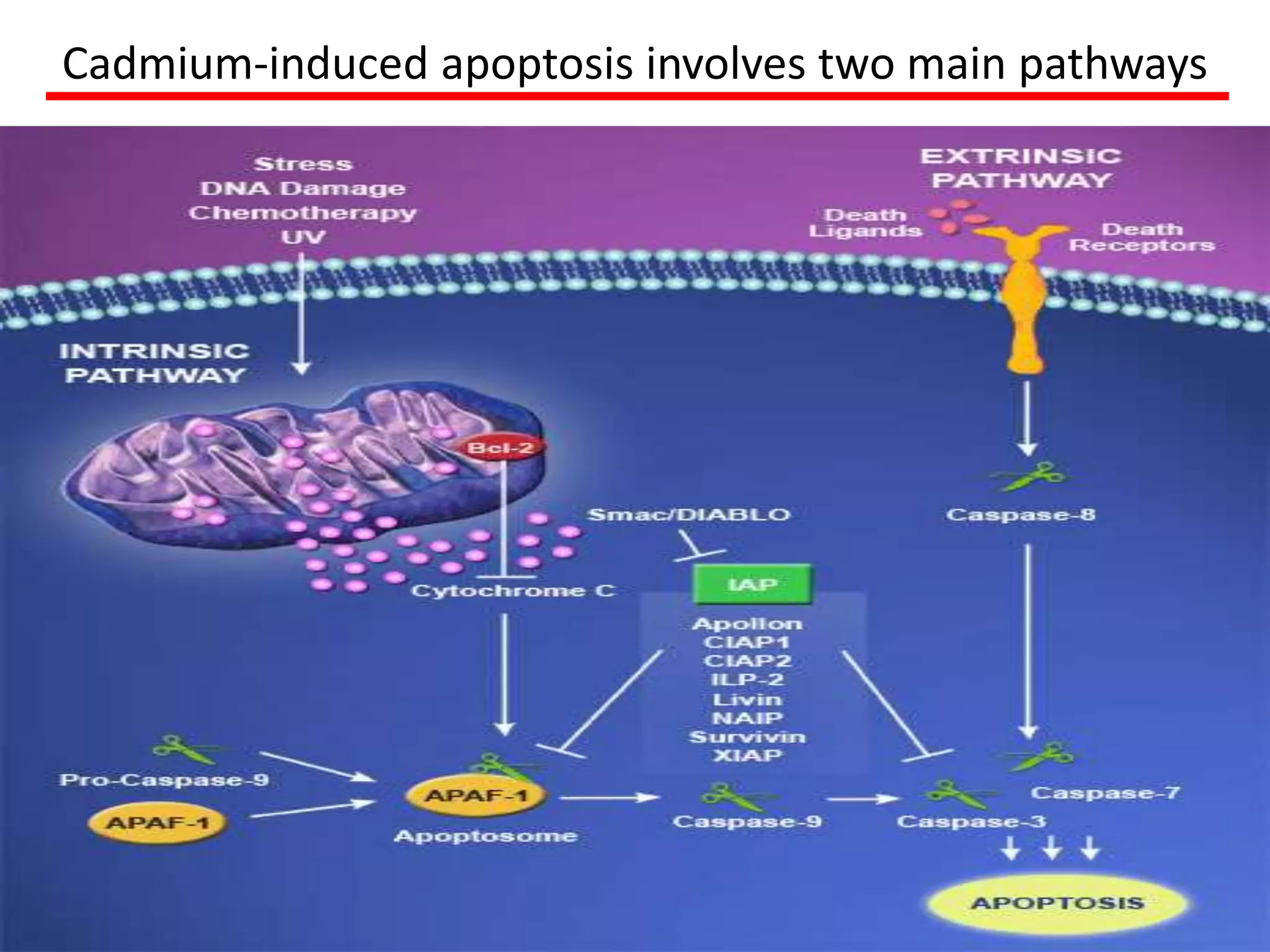 Cadmium toxicity in human | PPTX