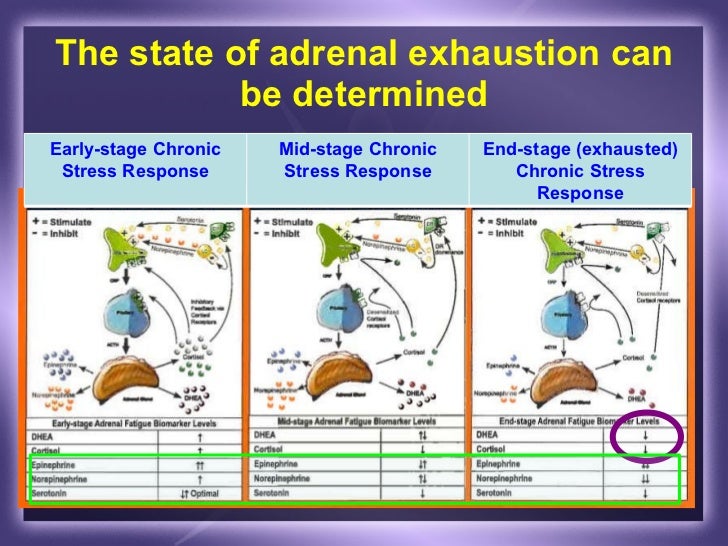 Thyroid Adrenals And Sex Hormones A Balancing Act