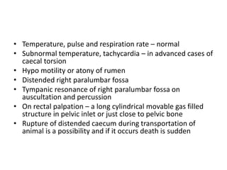 Caecal dilatation and torsion and correction.pdf