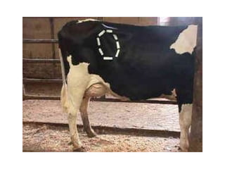 Caecal dilatation and torsion and correction.pdf