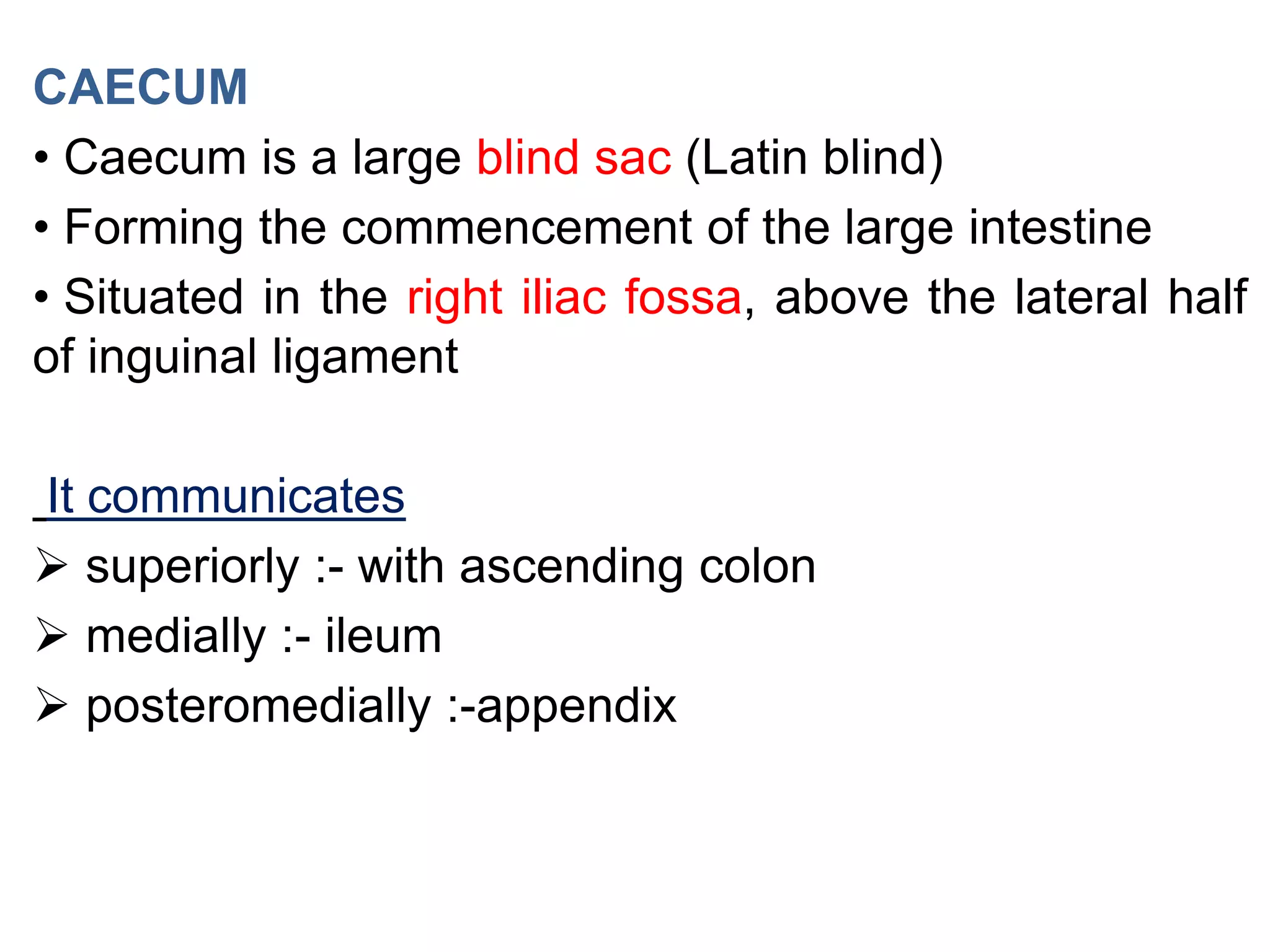 Caecum and vermiform appendix | PPTX