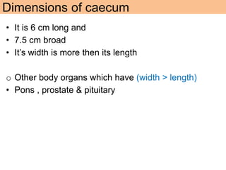 Caecum and vermiform appendix | PPTX