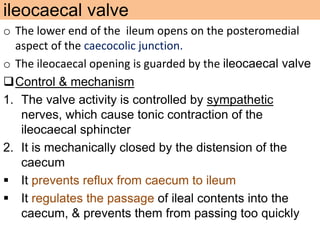 Caecum and vermiform appendix | PPTX