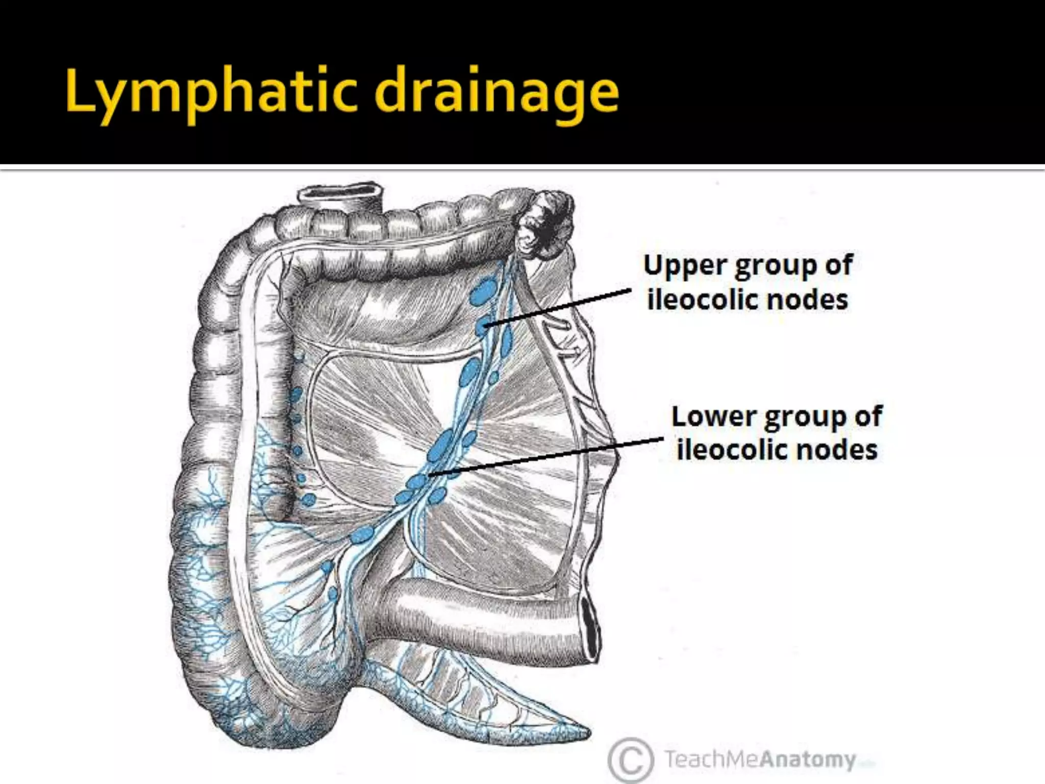 Anatomy of Caecum & Appendix.pptx
