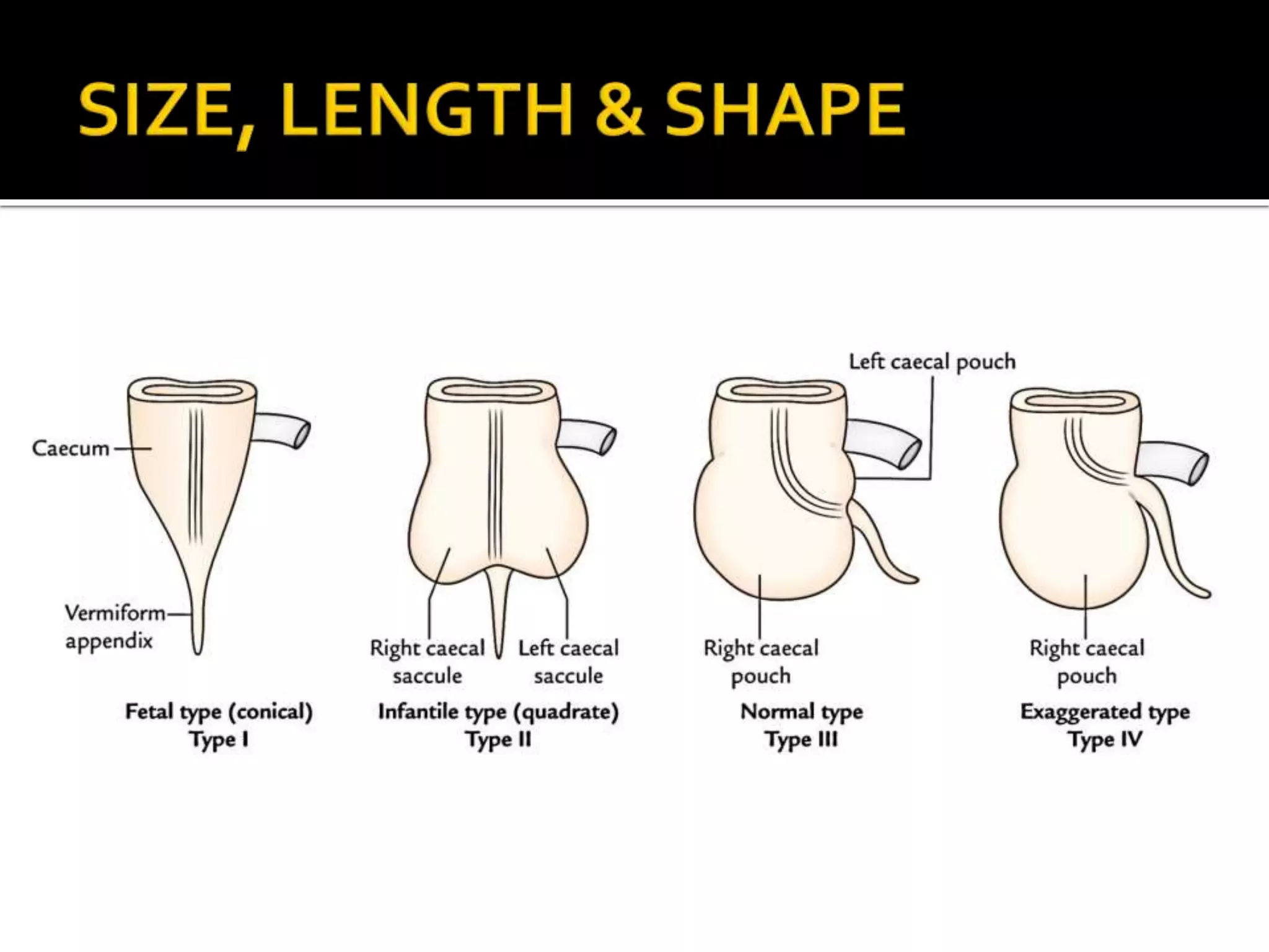 Anatomy of Caecum & Appendix.pptx