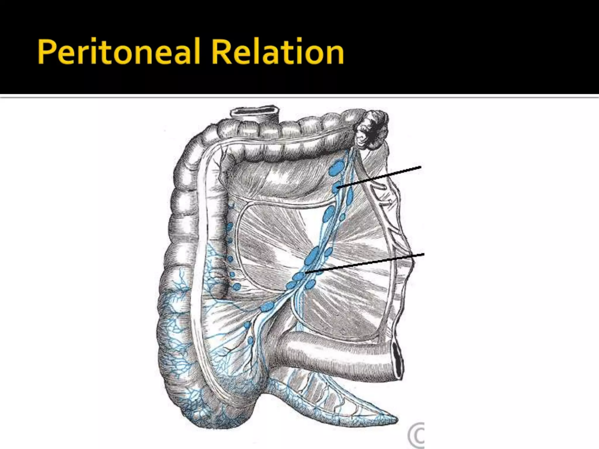Anatomy of Caecum & Appendix.pptx