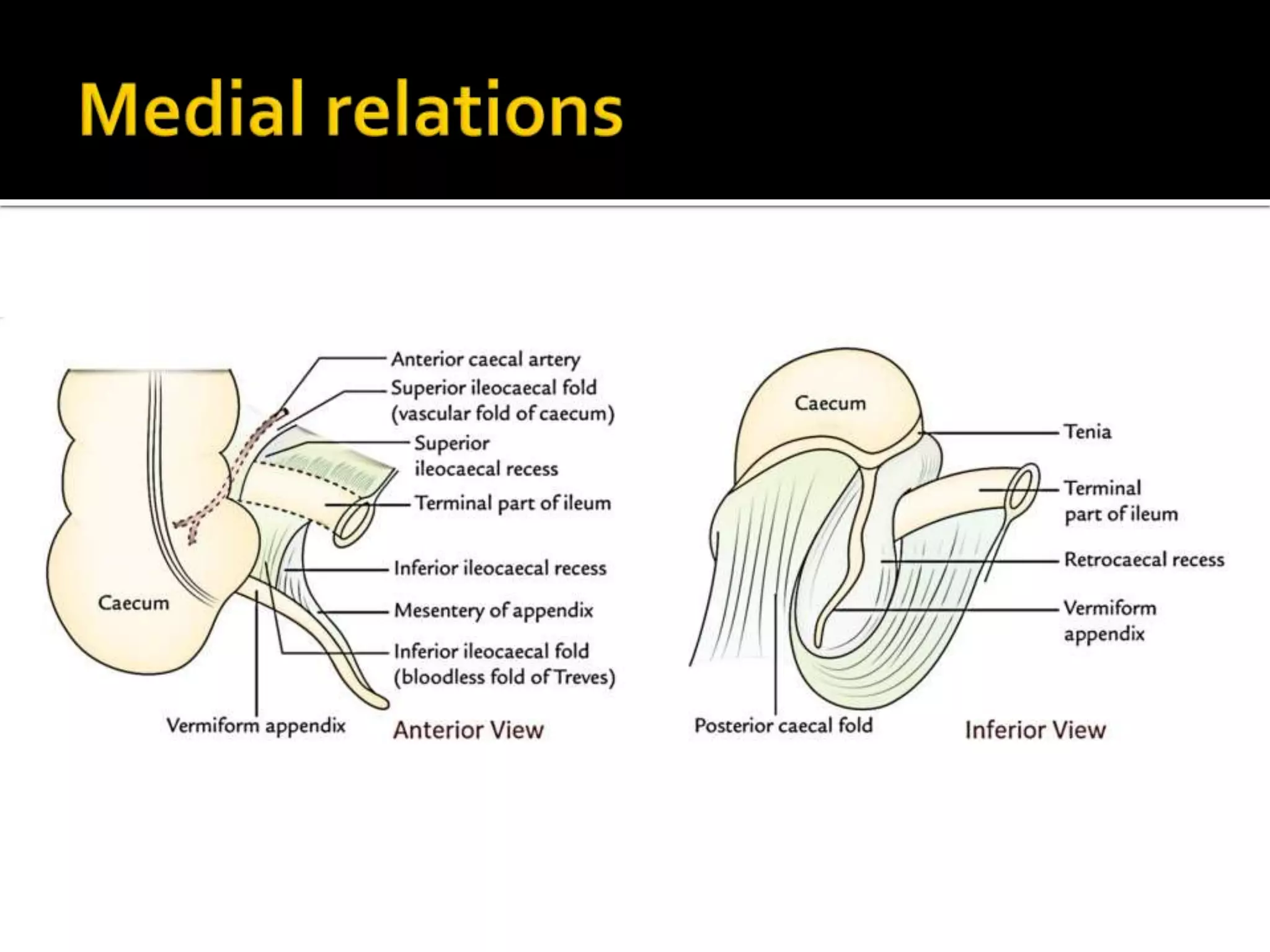 Anatomy of Caecum & Appendix.pptx