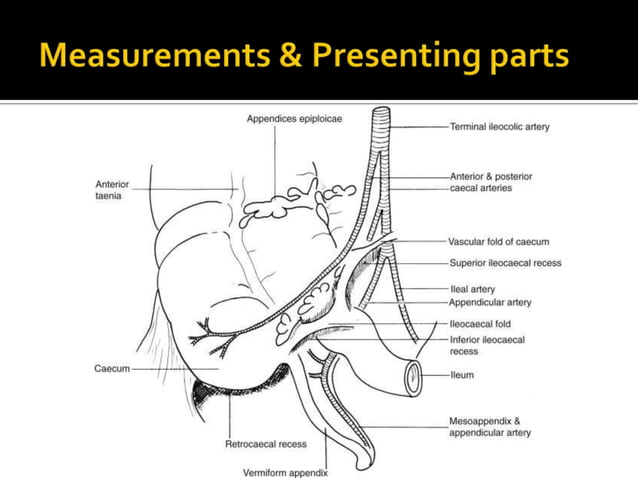 Anatomy of Caecum & Appendix.pptx