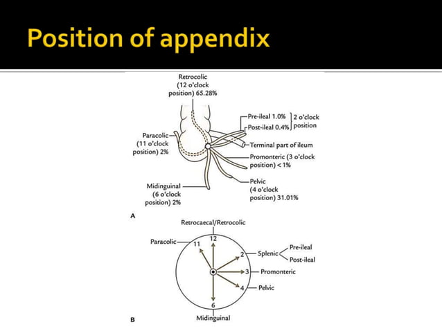 Anatomy of Caecum & Appendix.pptx