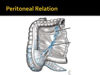 Anatomy of Caecum & Appendix.pptx