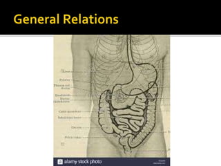 Anatomy of Caecum & Appendix.pptx