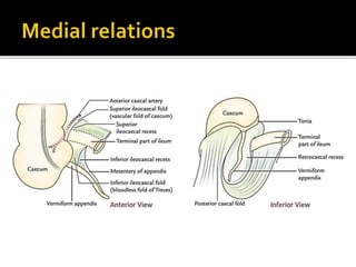 Anatomy of Caecum & Appendix.pptx