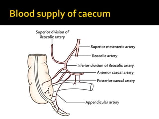 Anatomy of Caecum & Appendix.pptx