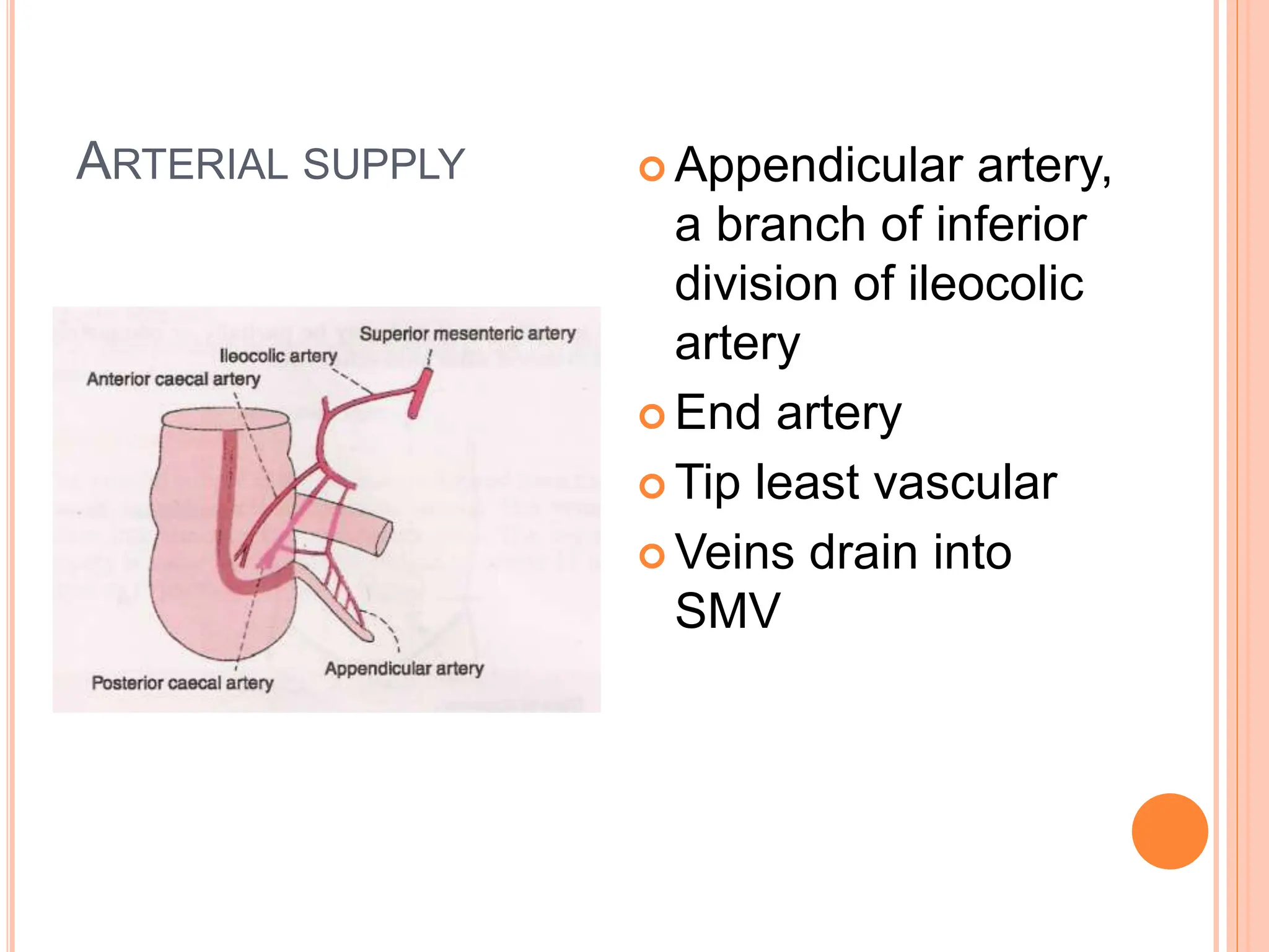 GROSS ANATOMY OF CAECUM & APPENDIX DR VKVS.ppt