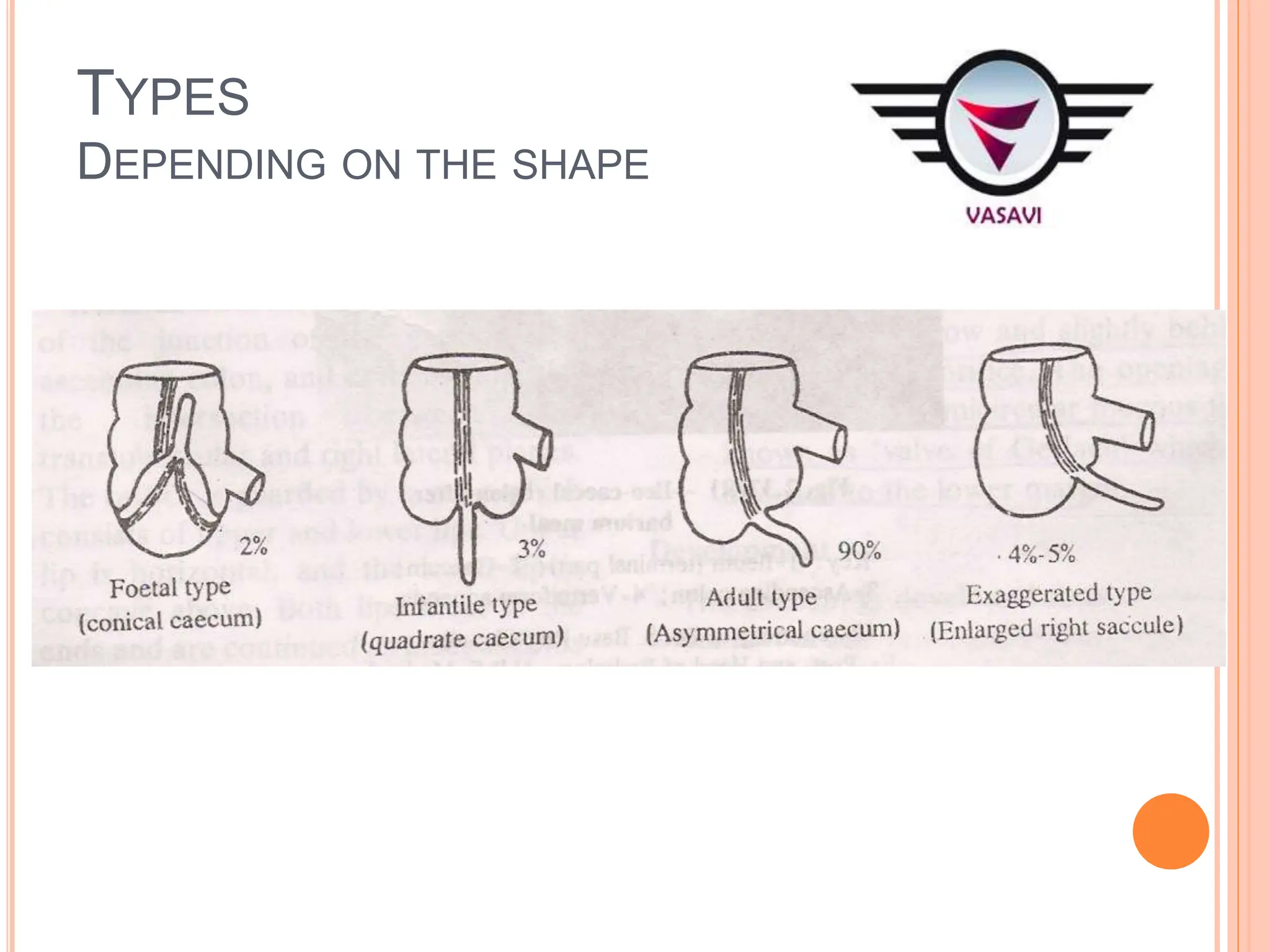 GROSS ANATOMY OF CAECUM & APPENDIX DR VKVS.ppt