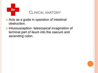 GROSS ANATOMY OF CAECUM & APPENDIX DR VKVS MBBS, MD.ppt